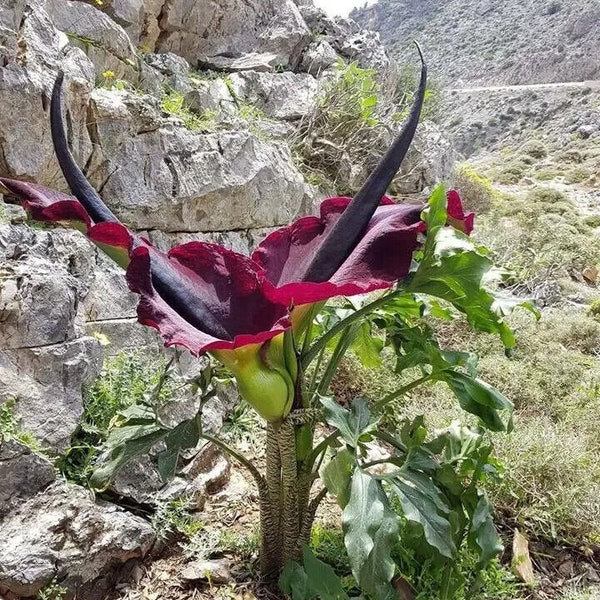 Arum Lily - Etsy