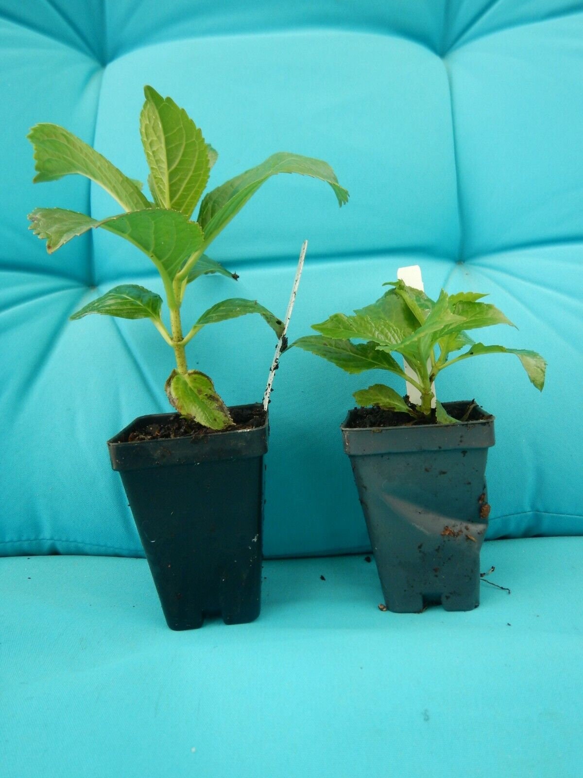 VIOLET Crown-hydrangea Rooted Starter Plant - Etsy