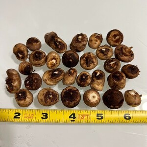 Dracunculus Vulgaris Voodoo Lily Corpse Flower Dragon Arum Bulbs Tubers ...