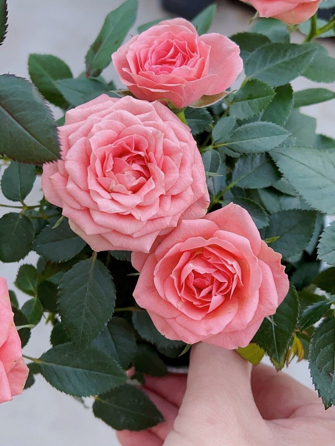 Pink Rose Live Plant Light Pink Color Miniature Rose Own Root 4 Pot - Etsy