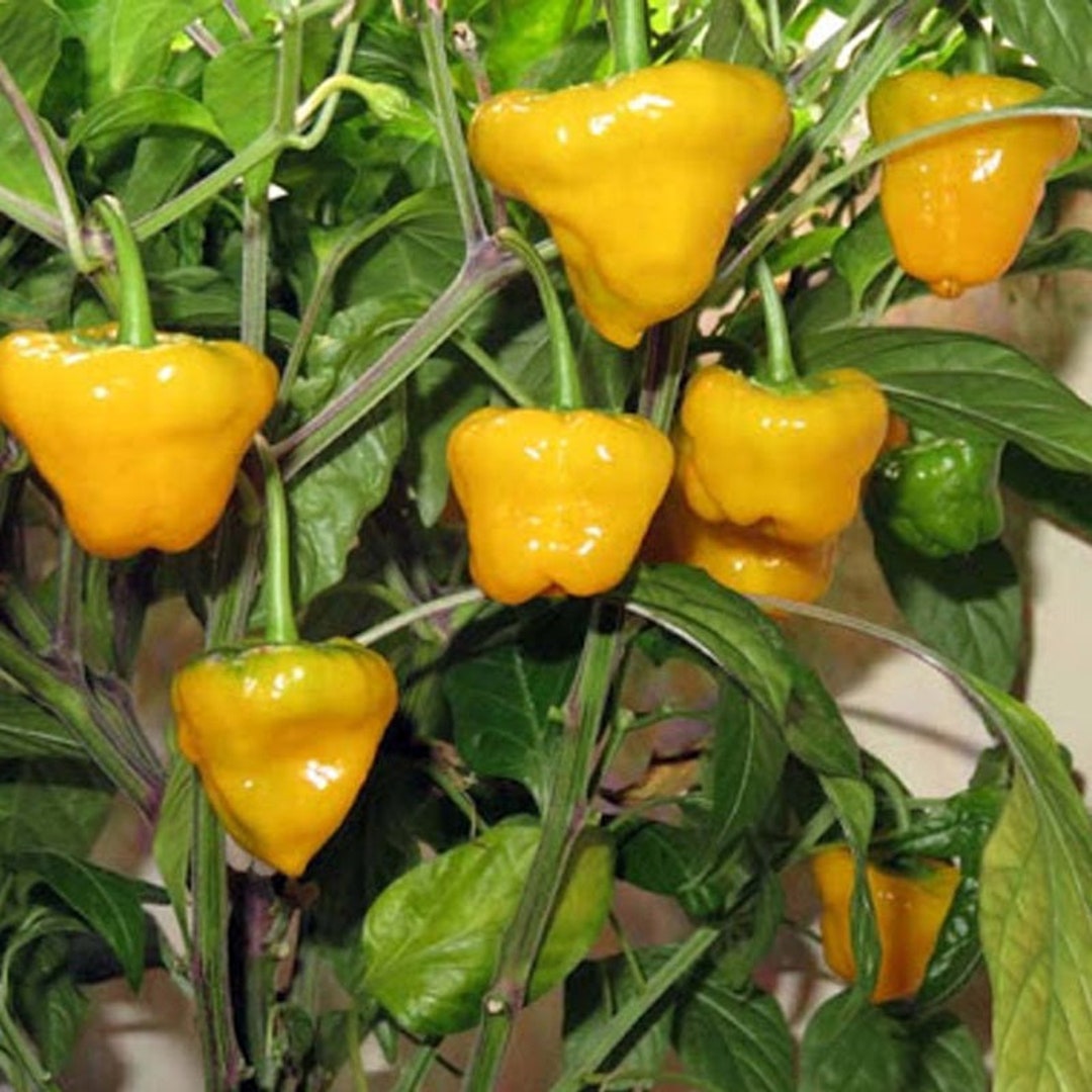 3 YELLOW JAMAICAN Scotch Bonnet 75 Day Old Super Hot Pepper Live - Etsy
