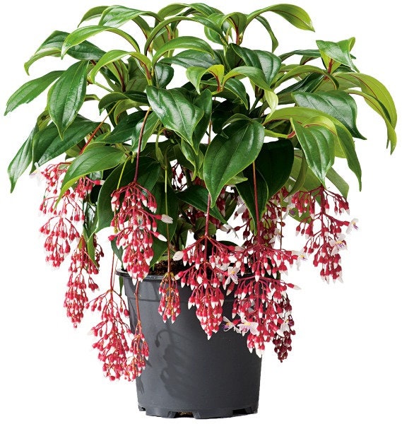 Magic-magnifica Medinilla Plant-live Well Rooted STARTER Plant - Etsy