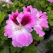 Aristo Orchid Geranium Plant – Striking Orchid-purple Regal Blooms for ...