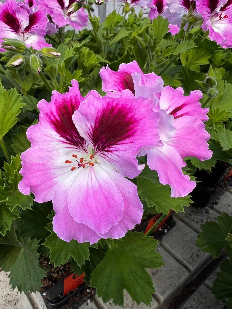 Aristo Orchid Geranium Plant – Striking Orchid-purple Regal Blooms for ...