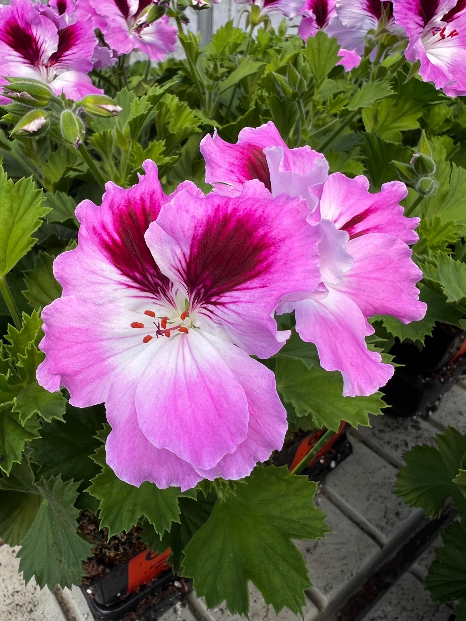 Aristo Orchid Geranium Plant – Striking Orchid-purple Regal Blooms for ...