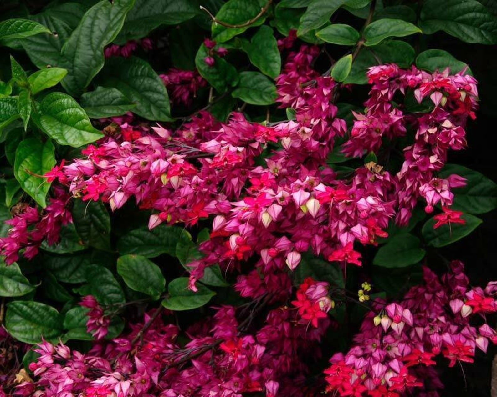JAVA RED - Bleeding Heart Rooted Starter Plant - Clerodendrum Delectum ...