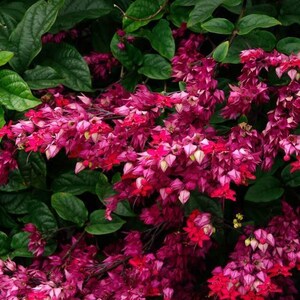 JAVA RED - Bleeding Heart Rooted Starter Plant - Clerodendrum Delectum ...