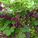 Akebia Quinata - Chocolate Vine -plant - Approx 8-12 Inch - Cutback - Etsy