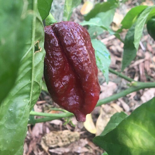 Lot of 3 Chocolate Naga Viper 75 Day Old Super Hot Pepper Live Plants ...