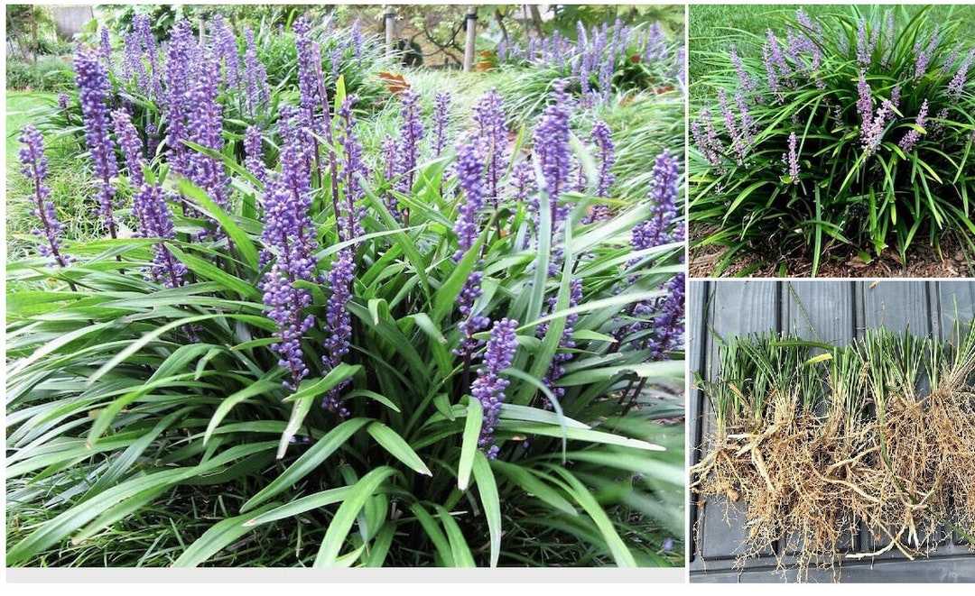 50 Liriope Spicata Creeping Lilyturf or Monkey Grass 50 Bare Root ...