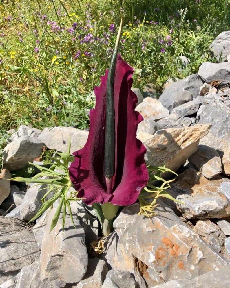 5 Seeds Dracunculus Vulgaris Seeds – Voodoo Lily, Corpse Flower, Arum ...