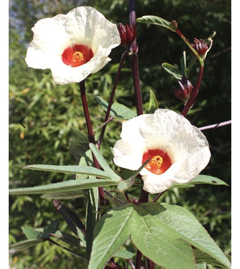 ROSELLE JAMAICAN SORREL Mother Queen Hibiscus Plant Edible - Etsy