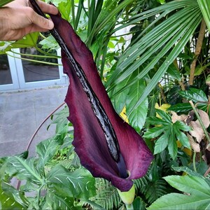 Dracunculus Vulgaris Voodoo Lily Corpse Flower Dragon Arum Bulbs Tubers ...