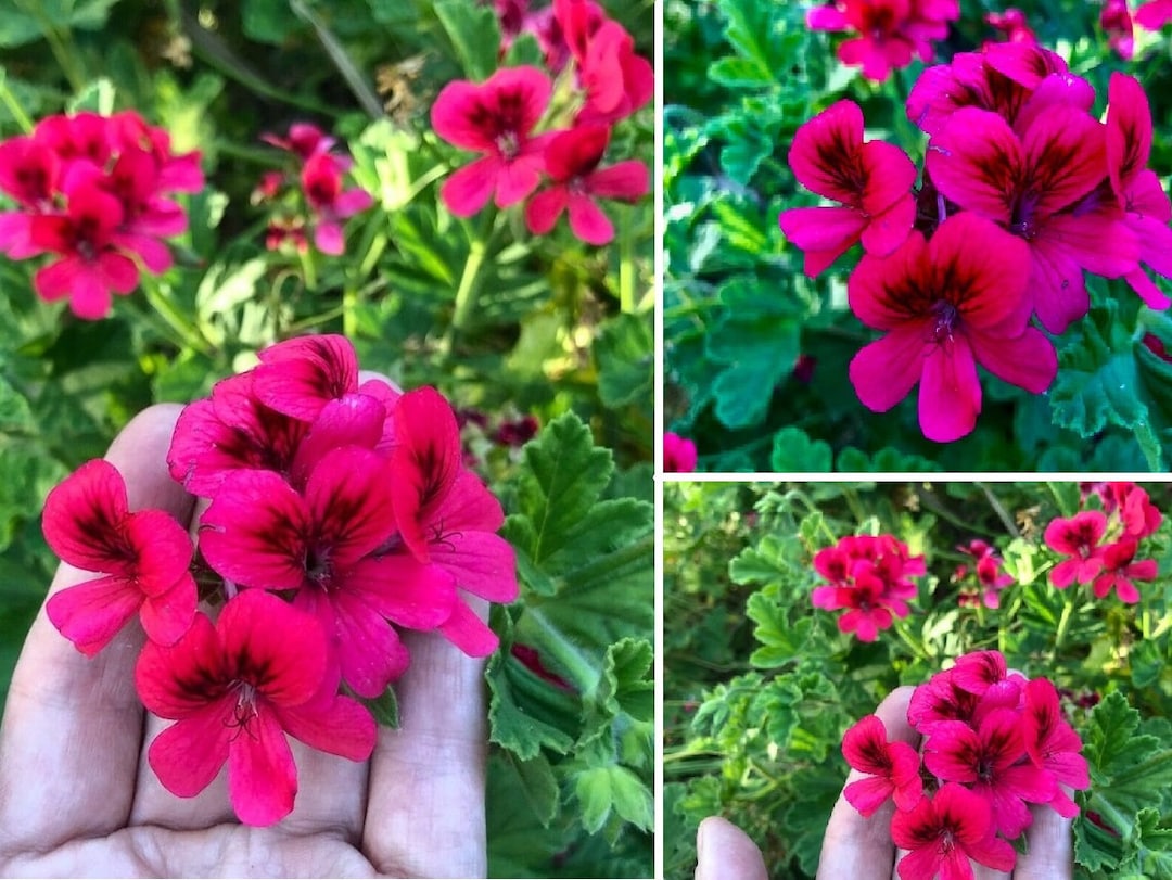 RARE Hot Magenta Pink Hardy Pelargonium Geranium 3 X 6" Live Plant ...