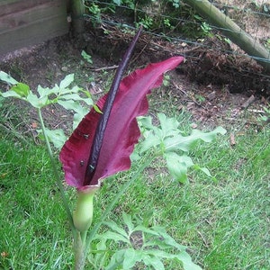 Dracunculus Vulgaris Voodoo Lily Corpse Flower Dragon Arum Bulbs Tubers ...