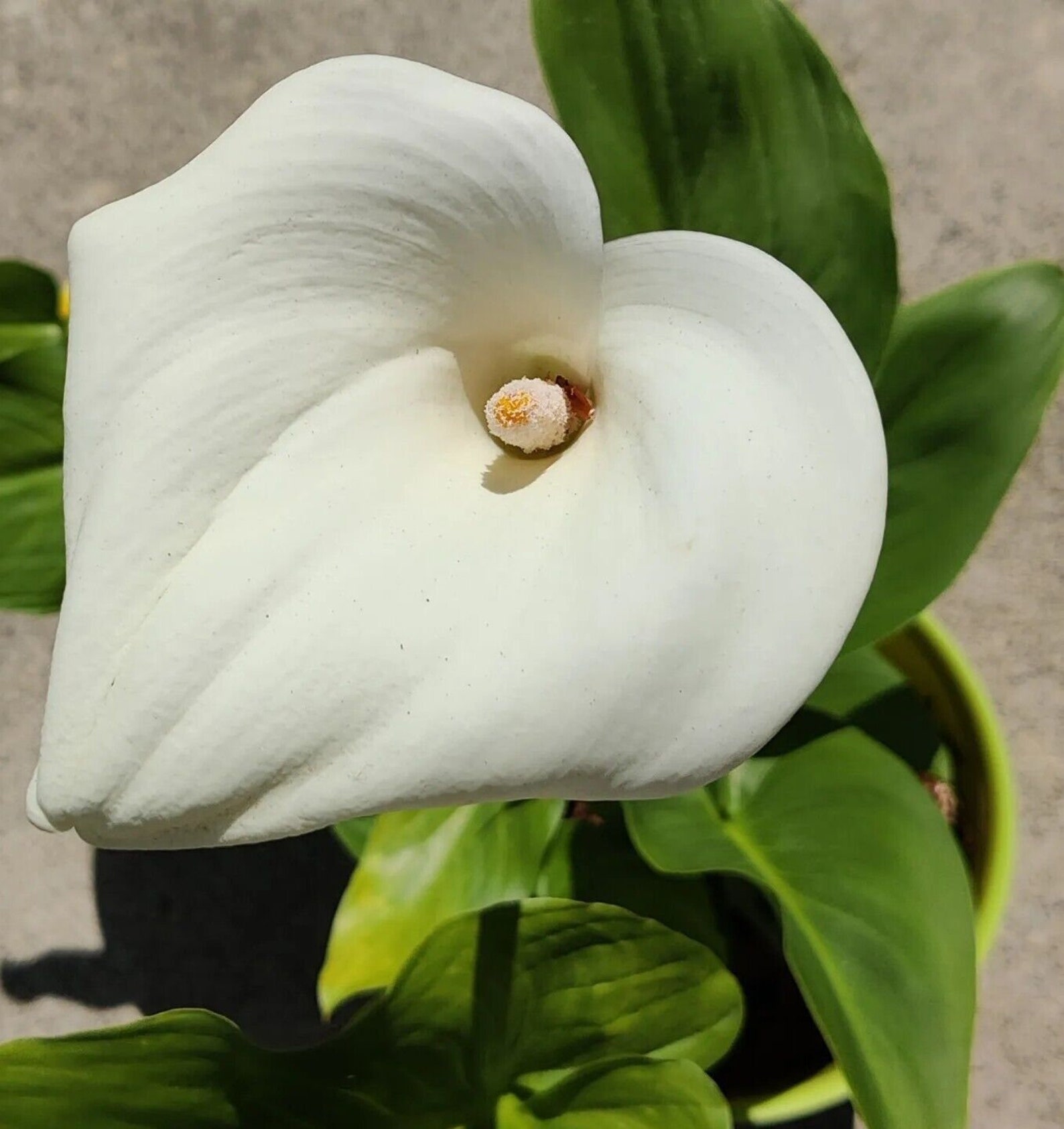 Giant White Flower Calla Lily Pots AKA Zantedeschia Aethiopica for Door ...