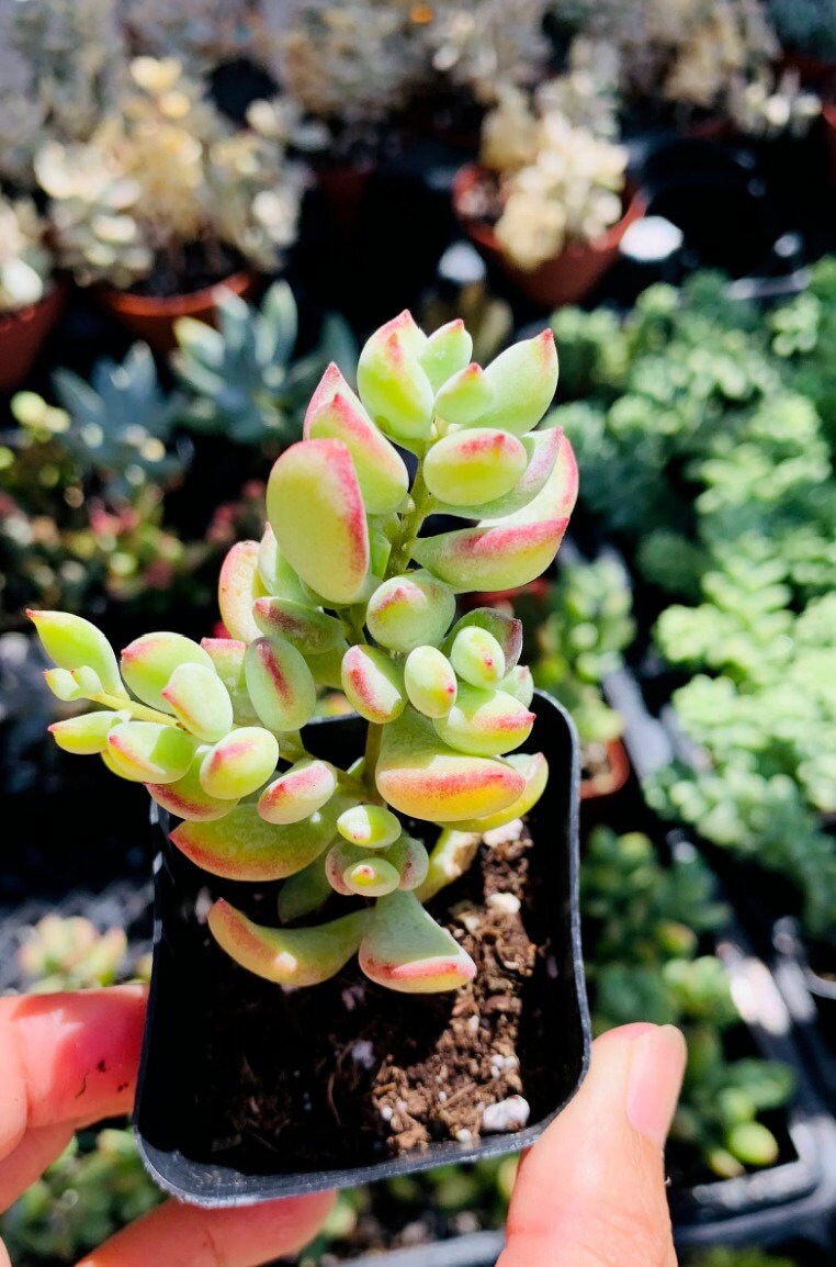 Cotyledon Pendens Succulent - Etsy