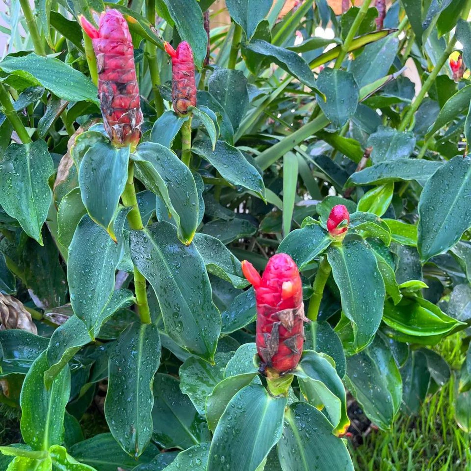 Red Button Ginger- Costus Woodsonii- 12"- 16" Tall Plant - Etsy