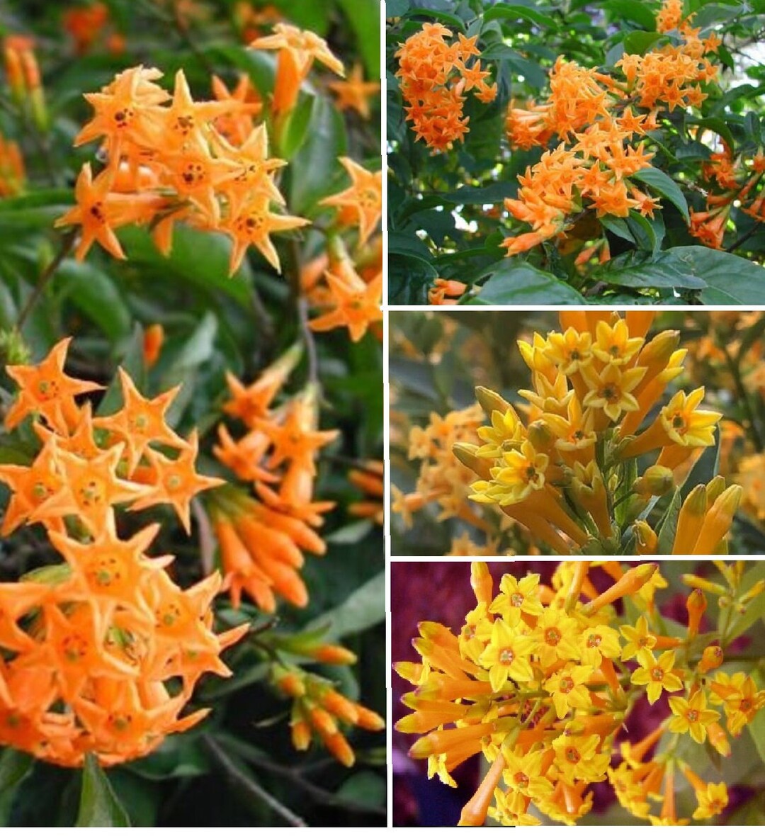 1 *orange Zest**flowering Jasmine Plant - Cestrum Aurantiacum*attracts ...