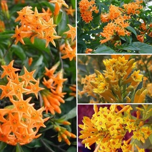1 *orange Zest**flowering Jasmine Plant - Cestrum Aurantiacum*attracts ...