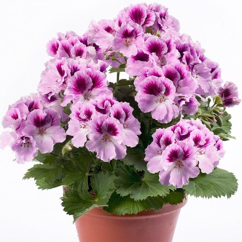 Aristo Orchid Geranium Plant – Striking Orchid-purple Regal Blooms for ...