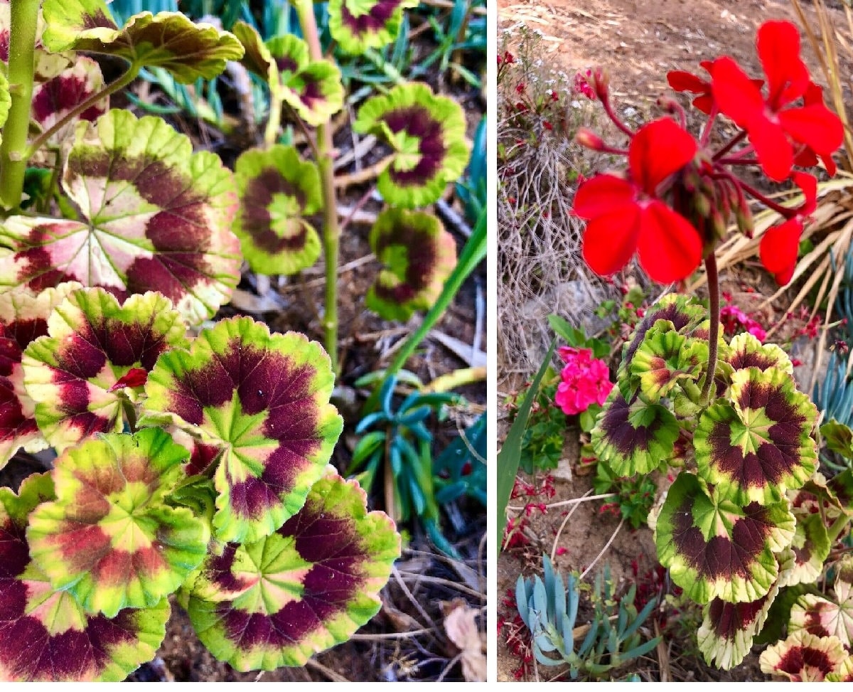 Variegated Pelargonium Zonal Geranium Fresh Live PLANT 6 STARTER ...