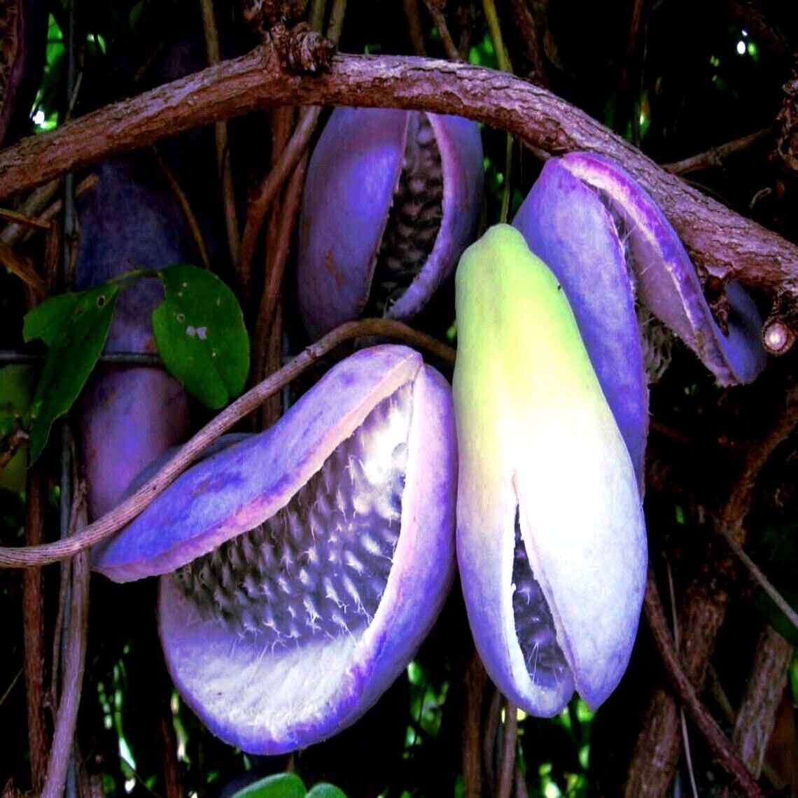 Akebia Quinata - Chocolate Vine -plant - Approx 8-12 Inch - Cutback - Etsy