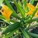 2 Zucchini summer Squash Live Organic 4 Inches Potted Plants - Etsy