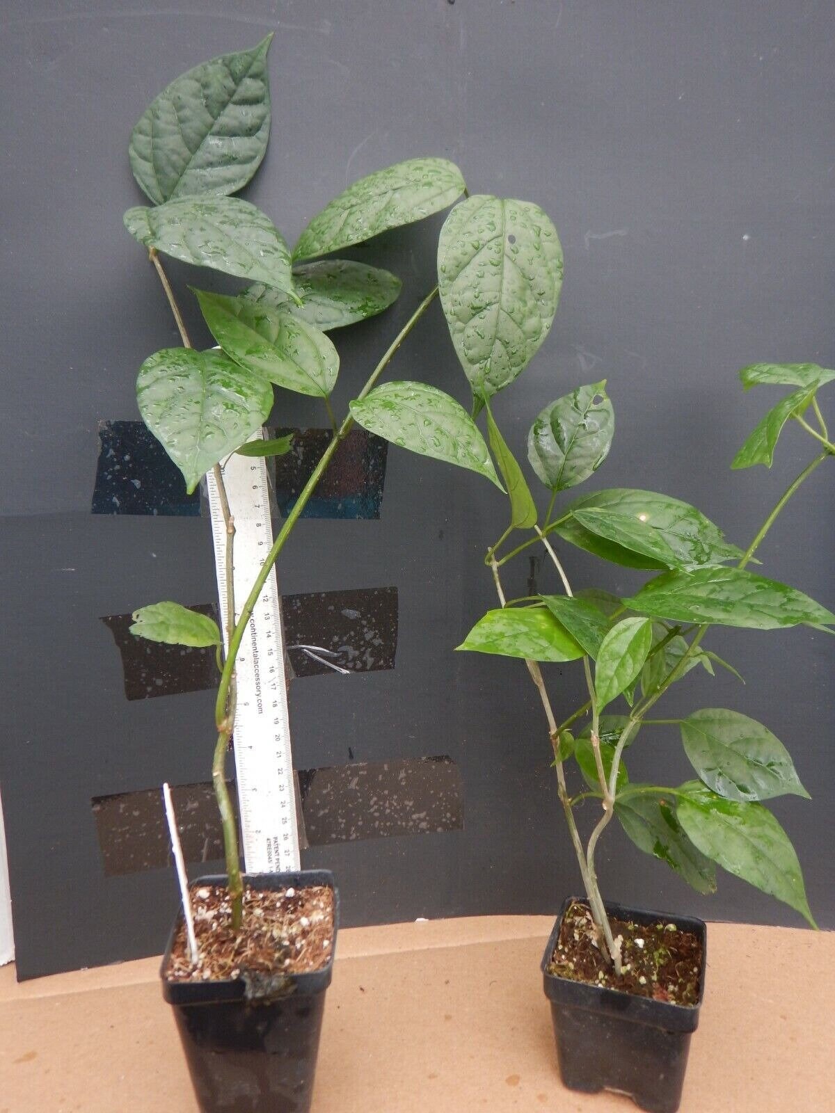 JAVA RED Bleeding Heart Rooted Starter Plant Clerodendrum Delectum Red ...