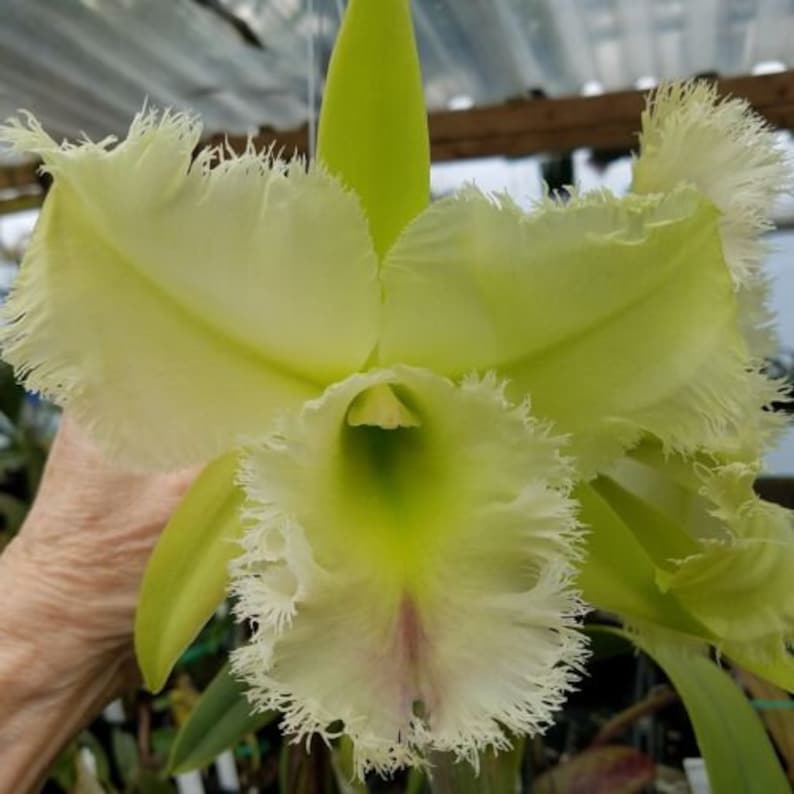Rlc Golf Green'hair Pig' Live Orchid Plant - Etsy