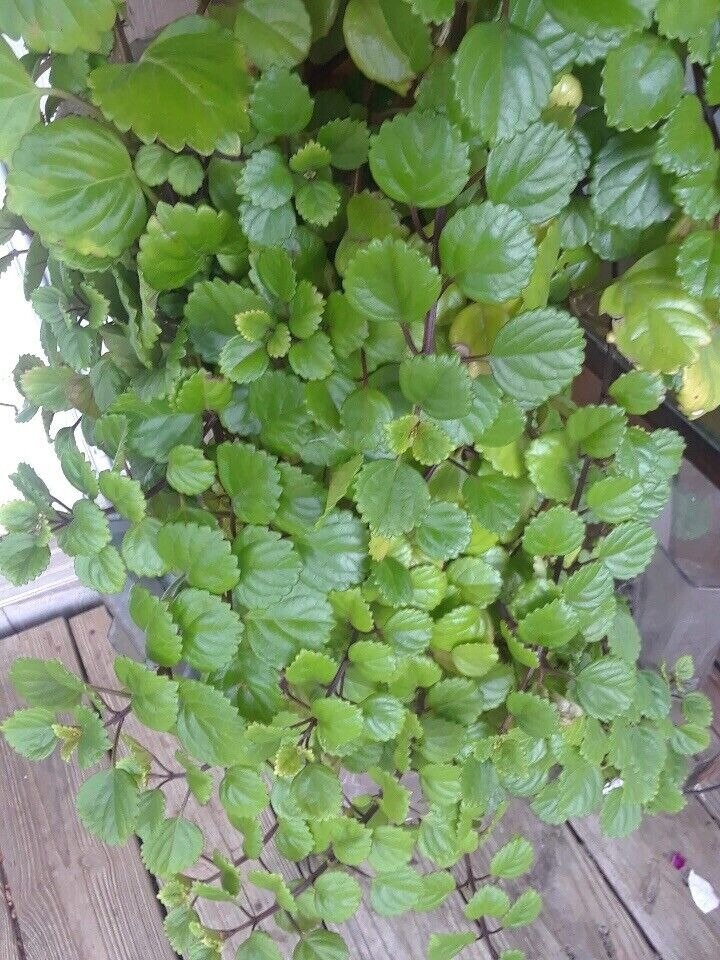 Swedish Ivy Ready to Plant W/ Roots - Etsy