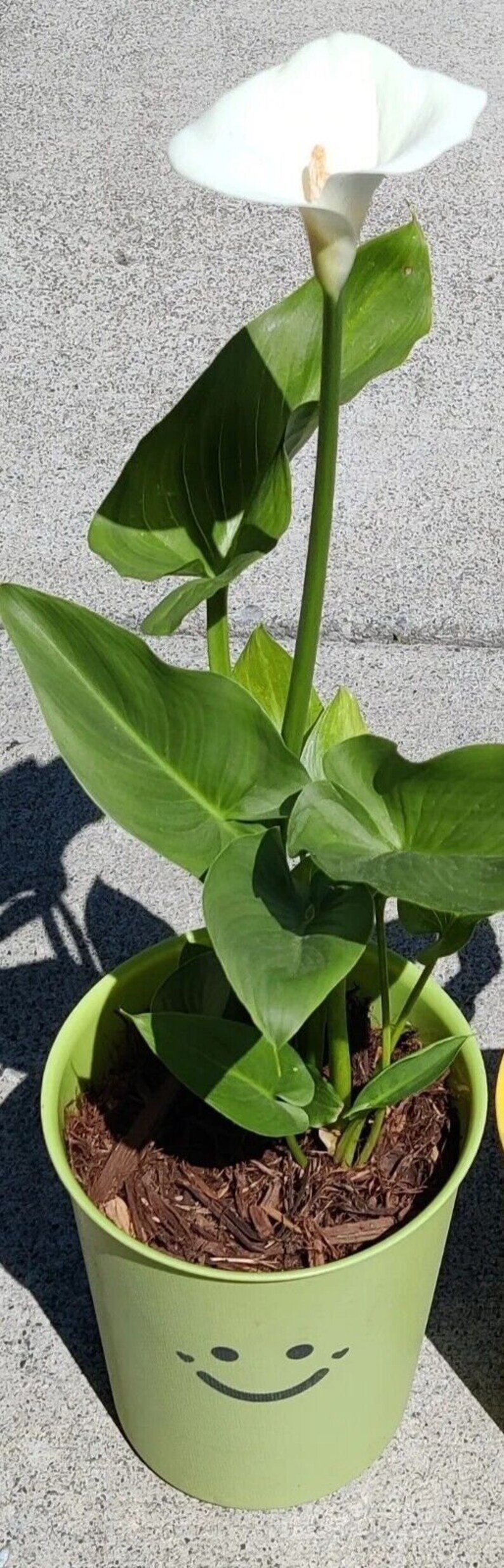 Giant White Flower Calla Lily Pots AKA Zantedeschia Aethiopica for Door ...