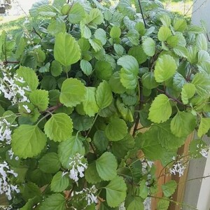 Swedish Ivy Ready to Plant W/ Roots - Etsy