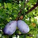 Akebia Quinata - Chocolate Vine -plant - Approx 8-12 Inch - Cutback - Etsy