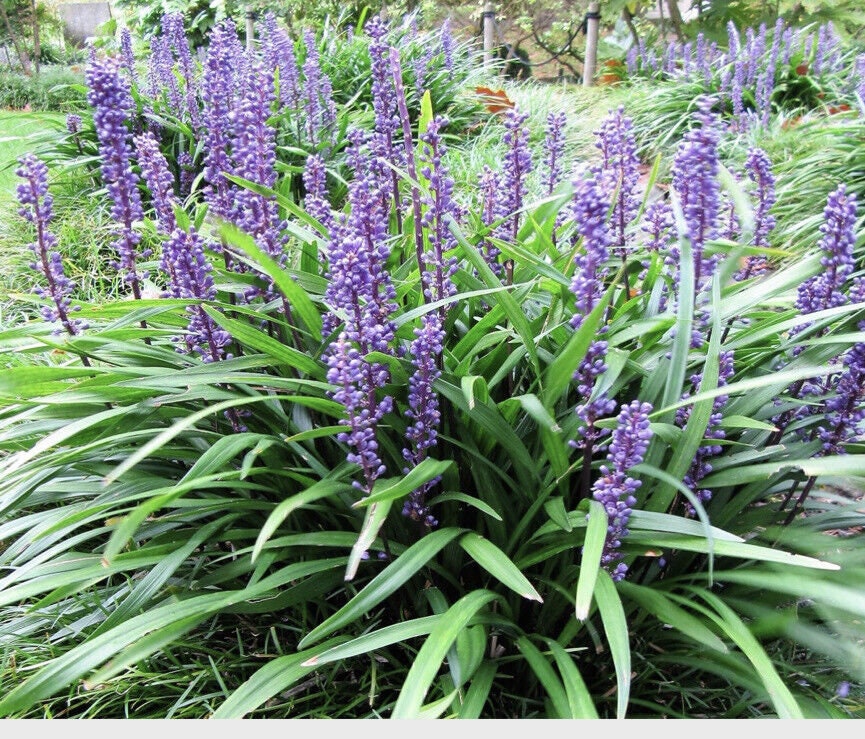 50 Liriope Spicata Creeping Lilyturf or Monkey Grass 50 - Etsy