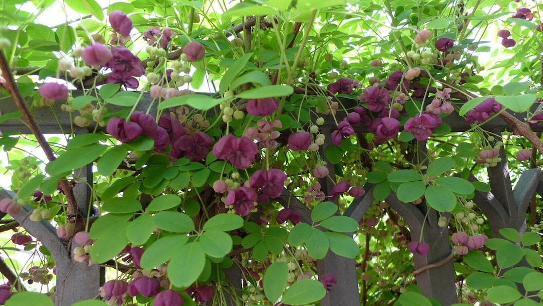 Akebia Quinata Chocolate Vine plant Approx 8-12 Inch - Etsy