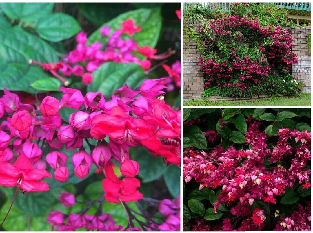 JAVA RED - Bleeding Heart Rooted Starter Plant - Clerodendrum Delectum ...