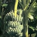 Musa-ice CREAM BLUE JAVA Live Banana Tree-healthy Well Rooted Starter ...