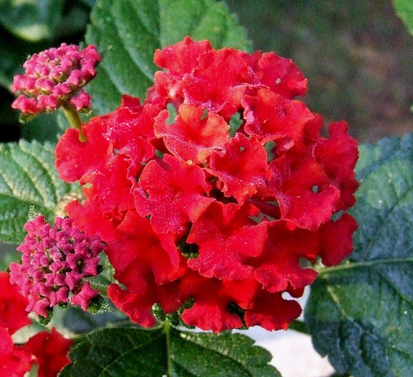 Lantana 'FLORIDA Red 1 Live Rooted Starter Plant Stunning Red Color - Etsy