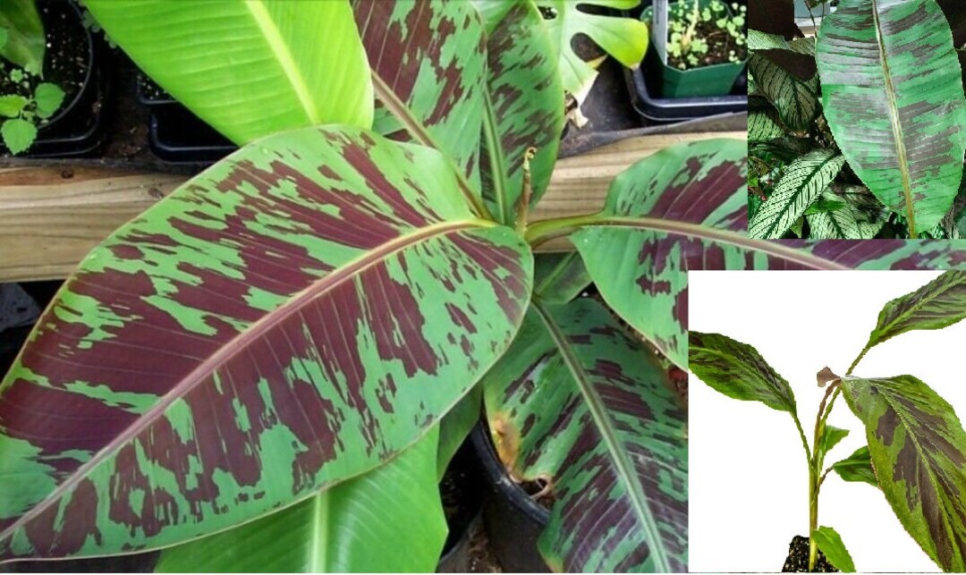 Musa - 'zebrina' - Live Banana Plant - Etsy