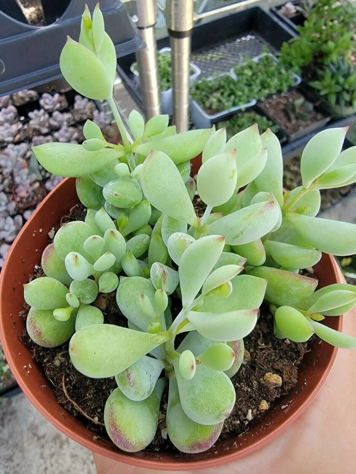 Cotyledon Pendens Succulent - Etsy
