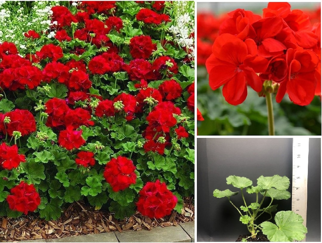 Geranium ‘patriot Bright Red’ Live Plant Beautiful Crimson Red Zonal ...