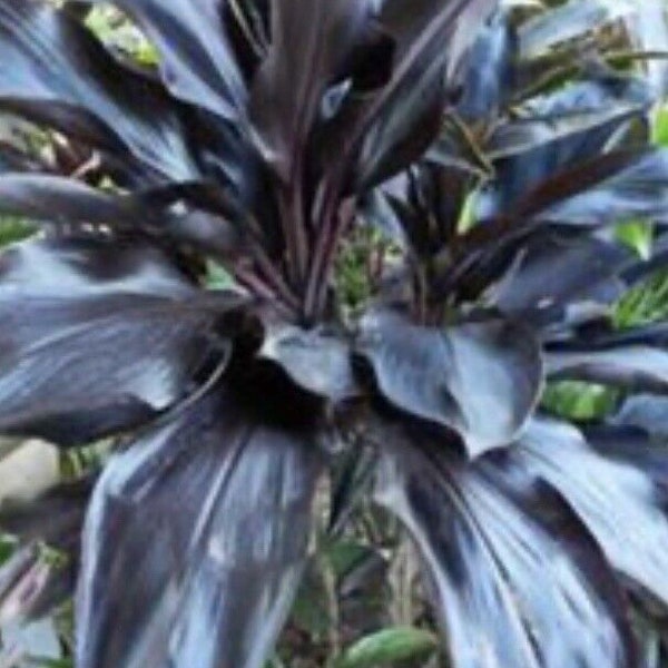 Tropical Cordyline Ti Hawaiian - Etsy