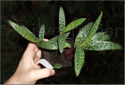 Ledebouria Socialis Violacea — Leopard Lily —HEALTHY LIVE PLANTS - Etsy