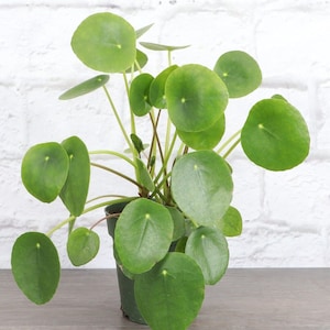 4" Diameter Plant - Pilea Peperomioides - Chinese Money Plant - Etsy