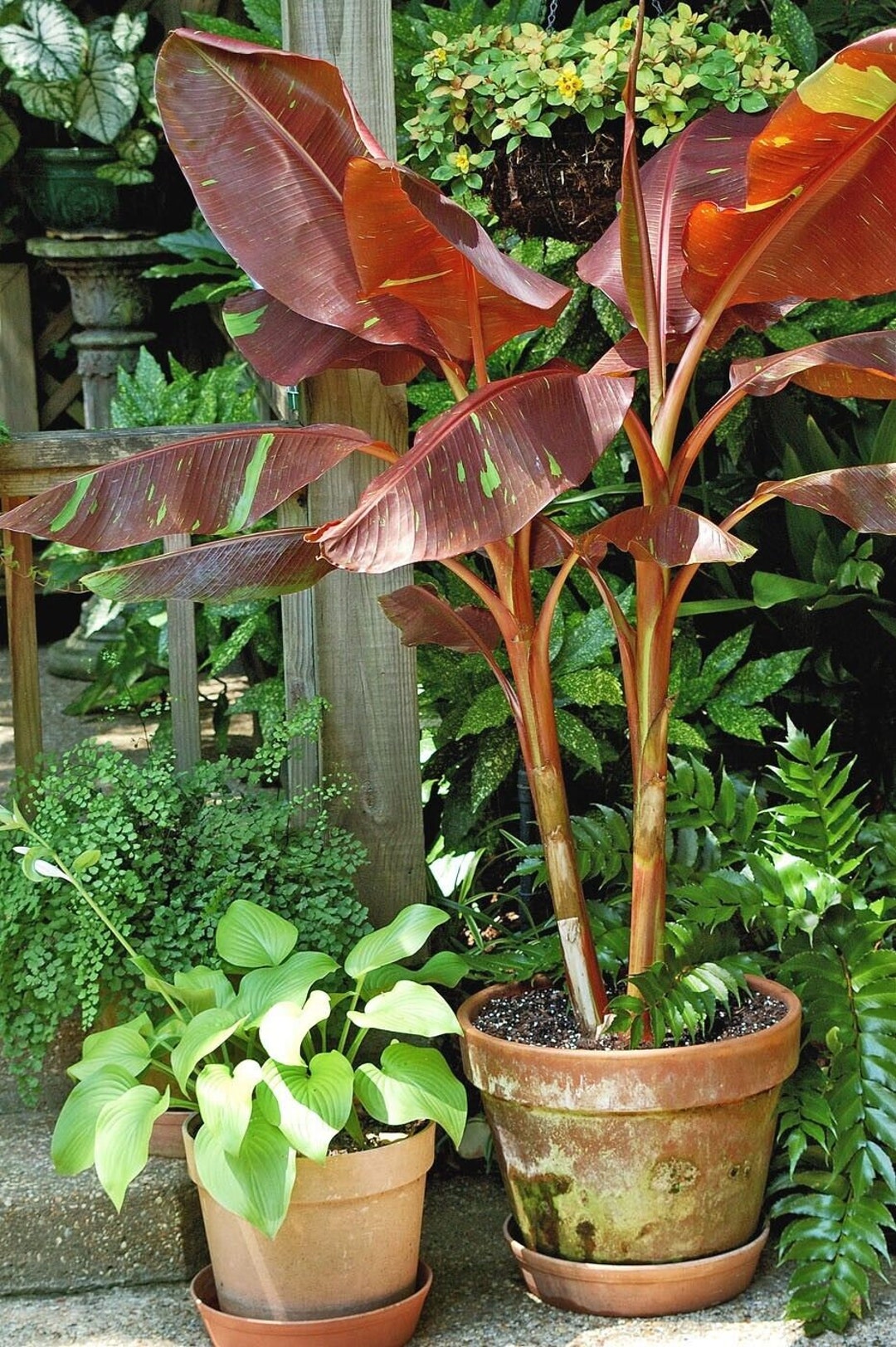 Musa 'siam Ruby' Live Banana Plant - Etsy