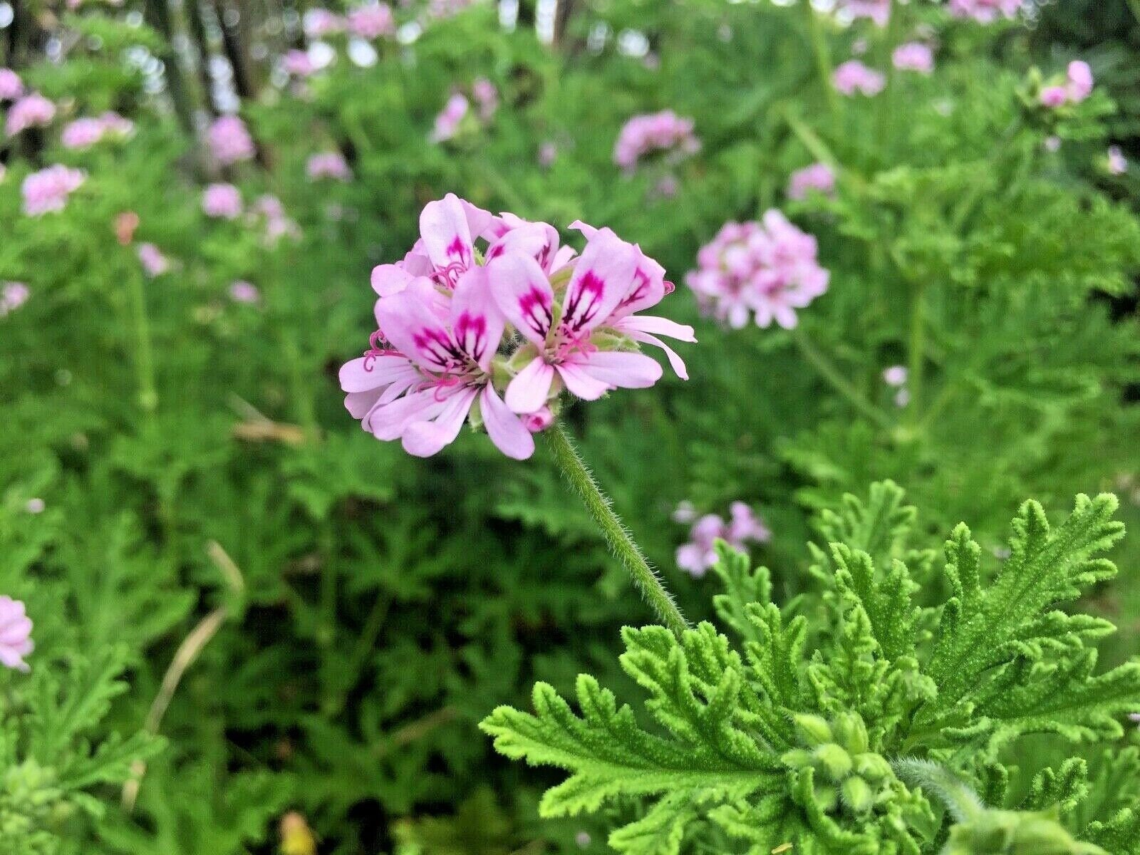 Pelargonium Citronella Lemon Scented Geranium Pink FLOWERS 3 PLANT ...