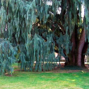 Kashmir Bhutan Weeping Cypress Seeds – Cupressus Cashmeriana | Blue ...