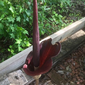 Large Sauromatum Giganteum Typhonium Giant Voodoo Lily Arum ...