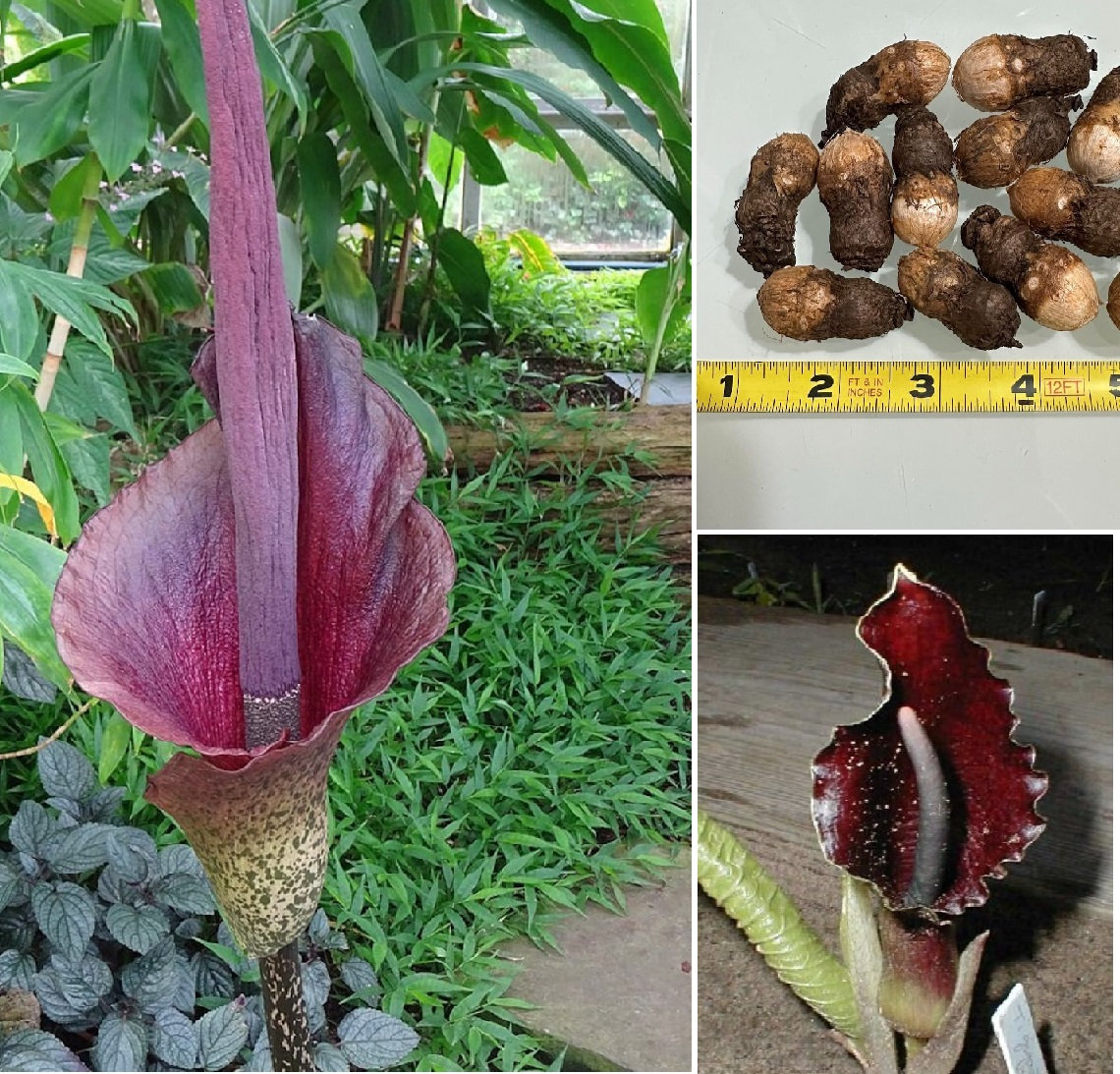 Large Sauromatum Giganteum Typhonium Giant Voodoo Lily Arum ...